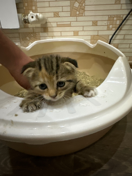 Продается котёнок
