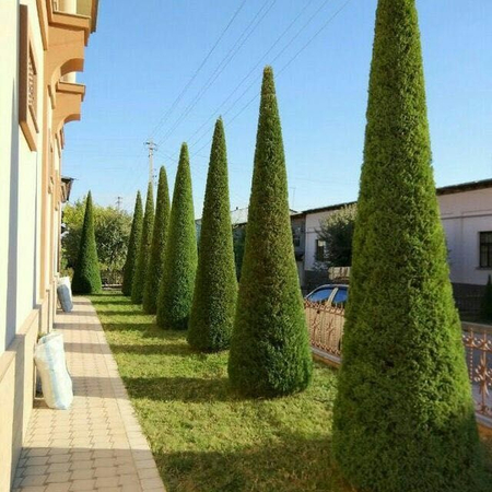 Gazon o'rish xizmati.