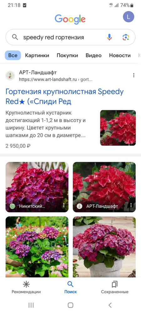 Гортензия gortenziya
