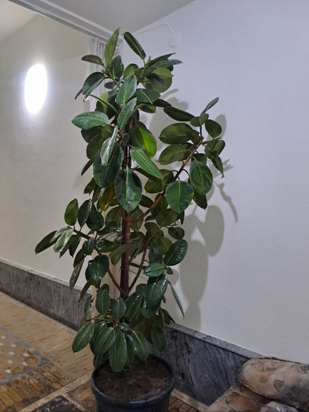 Fikus guli sotiladi