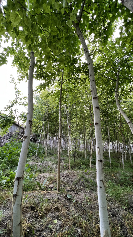 Beryoza берёза