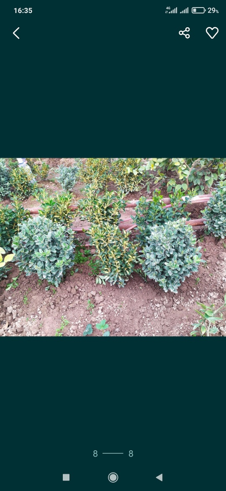 Birsklet  xarxil kochatlar bor joyiga kelsangiz joyida kelishamiz narx