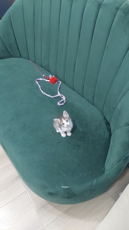 Котёнок. Возраст 1 месяц. Только в Ташкент