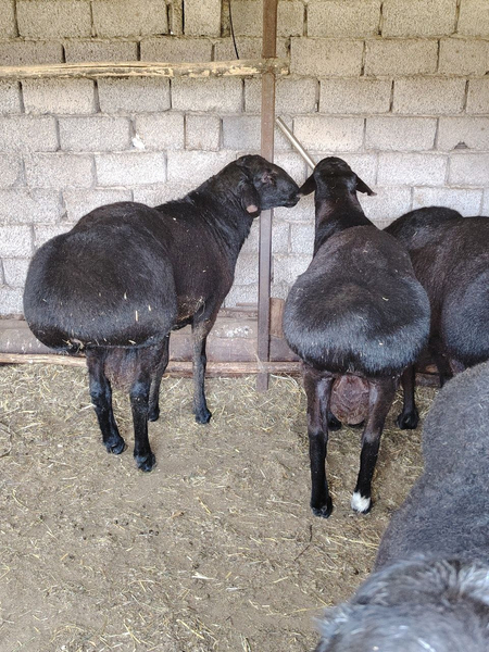 Qo'chqorla ehsonika