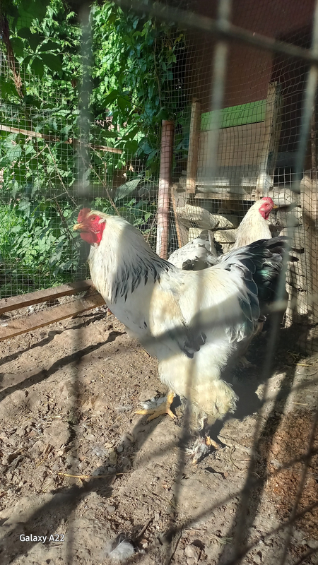 Срочно продаю петуха.