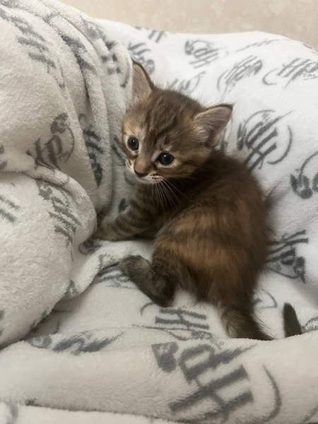 Продаются котята