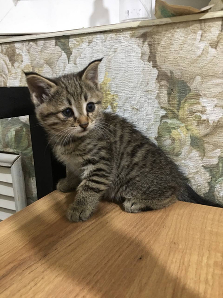 Отдам котят бесплатно в хорошие руки.