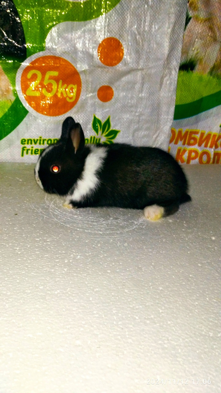 Karlik Mini dekor quyoncha.Кролик декоративный мини кролик