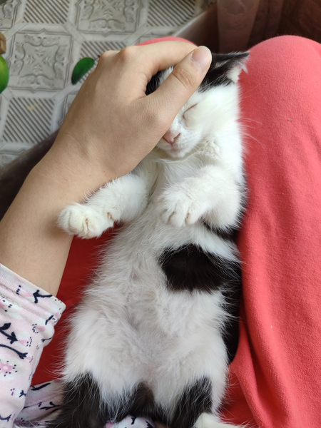 ДАРОМ отдам котёнка СРОЧНО!