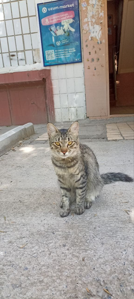 Умнейший котейка ищет дом