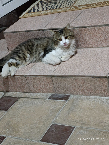 Отдадим кота в добрые руки