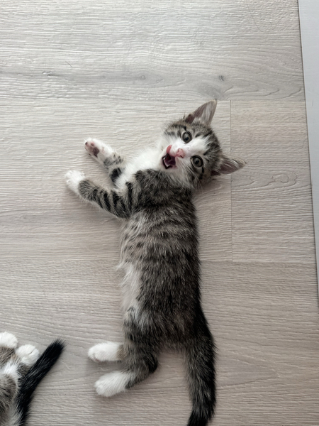 Отдам Котят