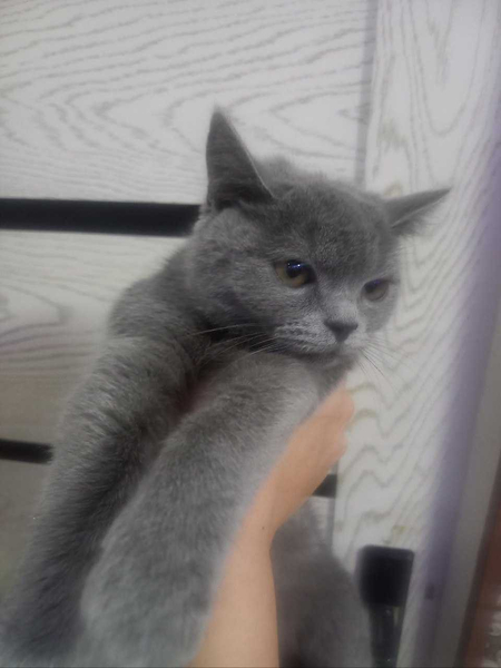 Skotish strayt qiz mushuk