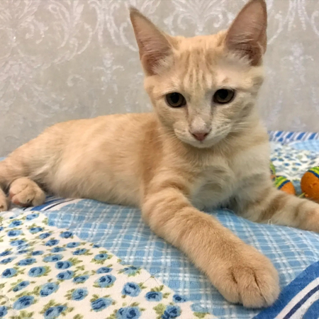 Котенок Мальчик светло-рыжий