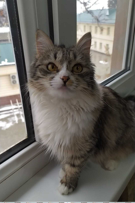 Продётся кошка порода МАНЧКИН