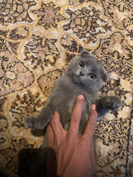 Котёнок Скотиш фолд 3 месяца девочка