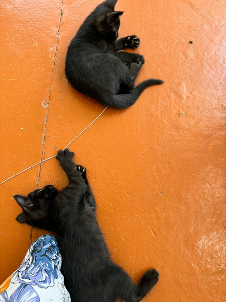 Котята в ответственные руки