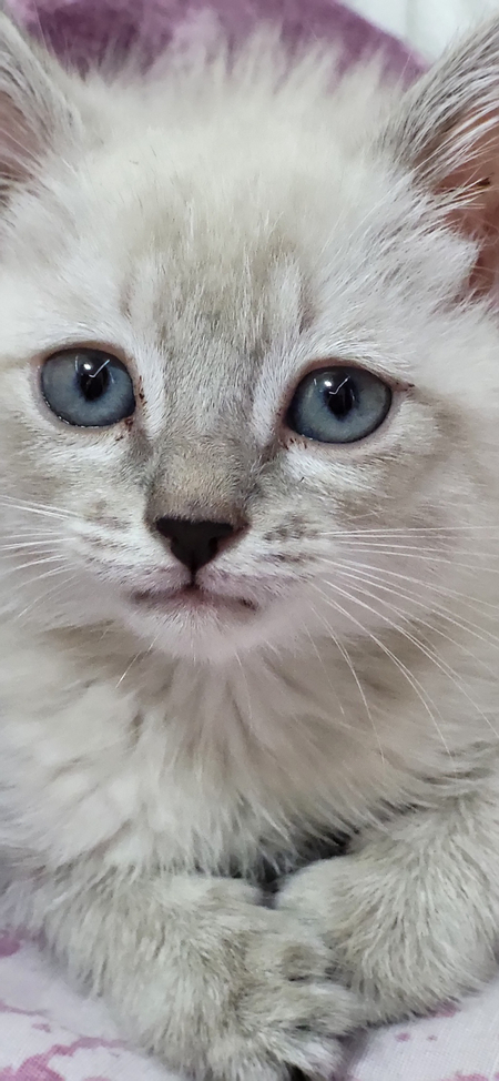 Продаётся котёнок