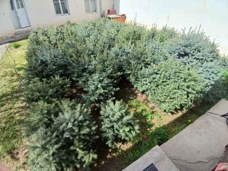 Арча  Импортные  Декоративные