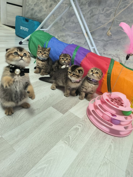 Шикарные девочки