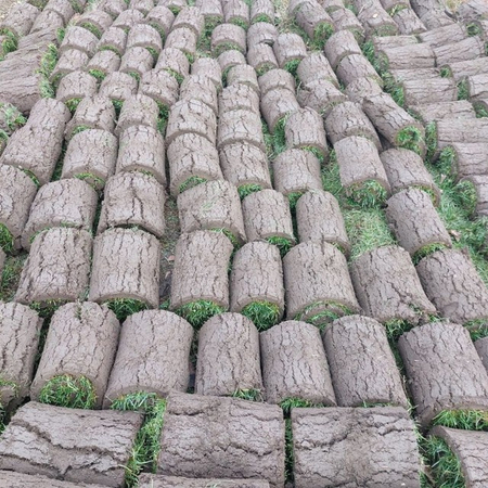 Rulonli gazon sotamiz birinchi qul