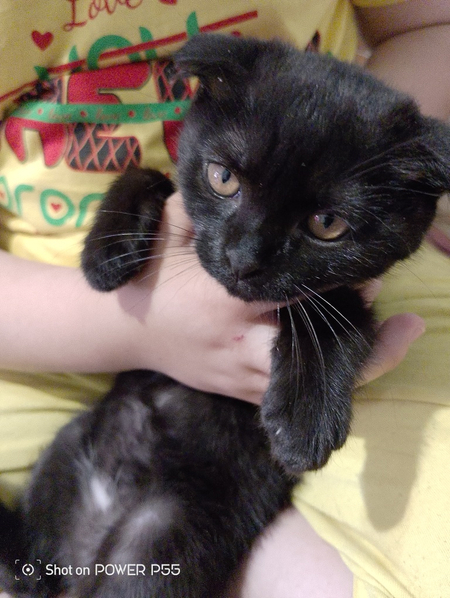 Продаётся котёнок Молли ждёт добрых людей