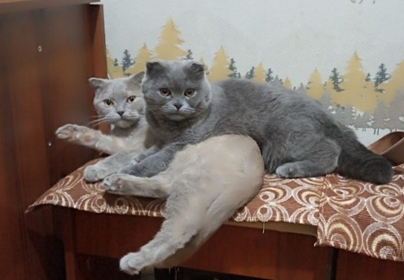 Готовятся к продаже котята скоттиш фолд и страйт