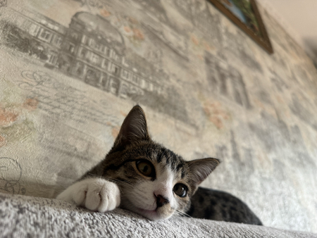 Котик Степан
