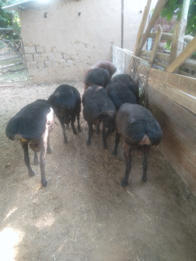 Qurbonlik va aqiqalar uchun qoʻylar bor
