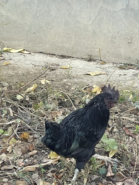Ayam semani tovuq xoroz sotiladi