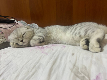 Зоти: Scottish fold (серебристая шиншилла)
Ёши: 1 ярим ёш