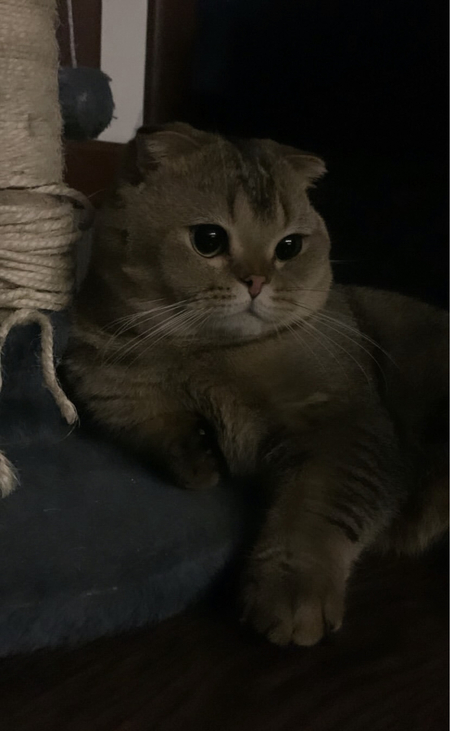 котенок шотландская шиншиллочка