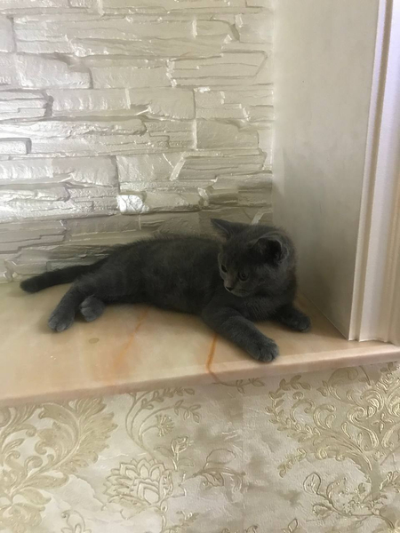 Акция.Продаётся британский котёнок