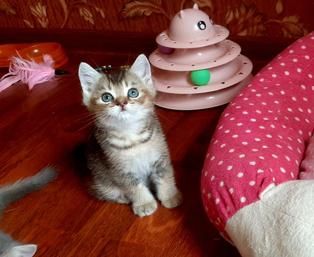 Скоттиш фолд мальчик
