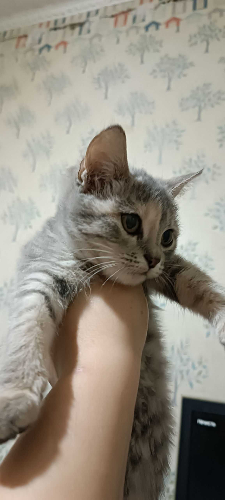 Котенок Скоттиш Страйт дымчато-серая\\n смешанная девочка