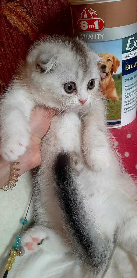 Котёнок шотландский