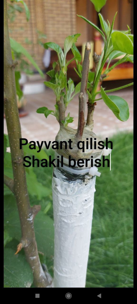 Mevali daraxtlar koʻchatlar daraxtlar