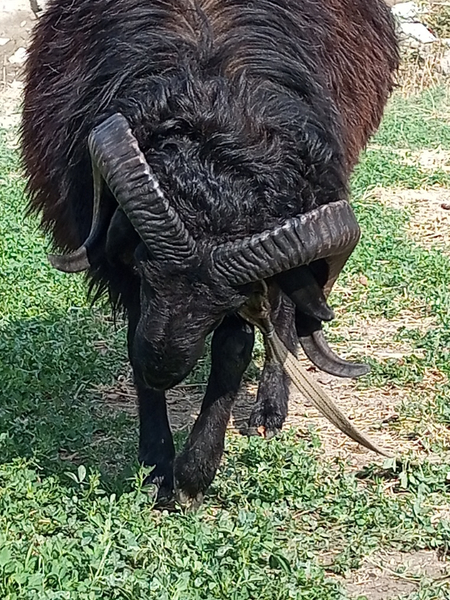 Jangara Shishak barra sotiladi