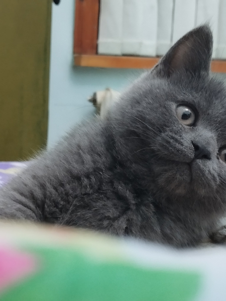 Чистокровный шотланский кот,скотиш страйт. 2 месяца