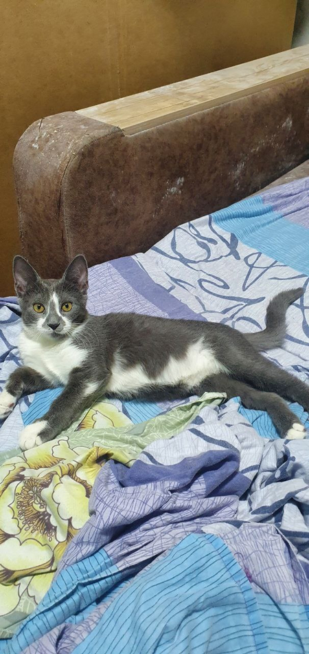 Отдам милого котёнка Джерри в добрые и любящие руки