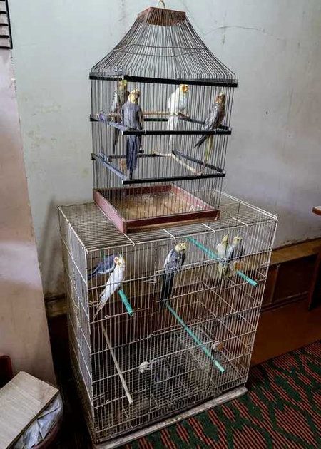Продаются Карелла