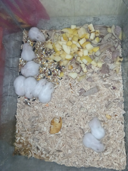Продаются хомячки