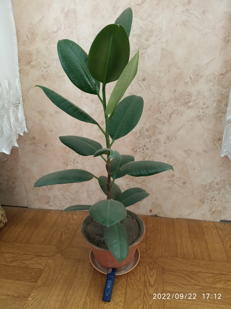 Продам фикус. Надежда.