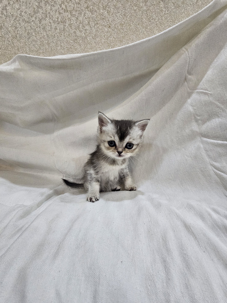 Котенок Скотиш Страйт