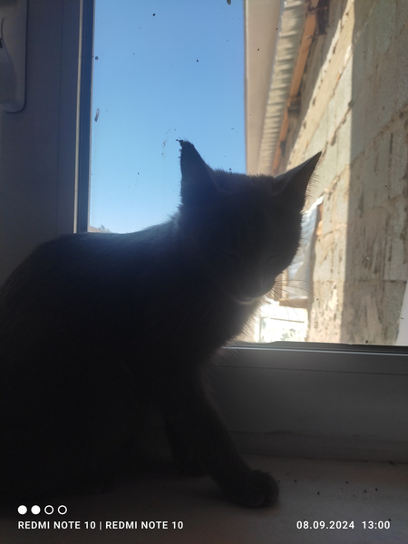 Кошка продаётся хорошие руки парадный серы кошка