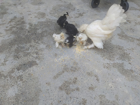 Японча корейский