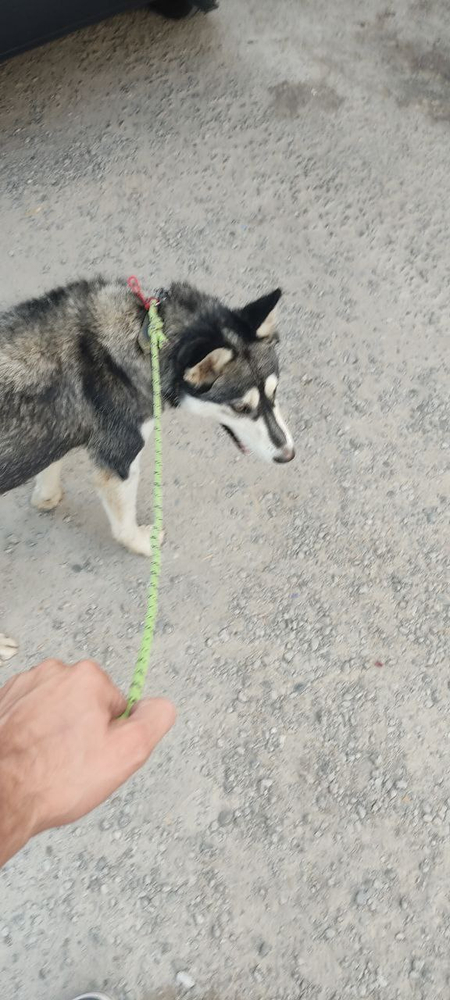 Зоо перевозки зоо такси zoo taxi