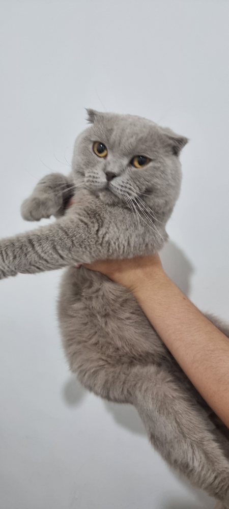 Продаётся пародистий кот