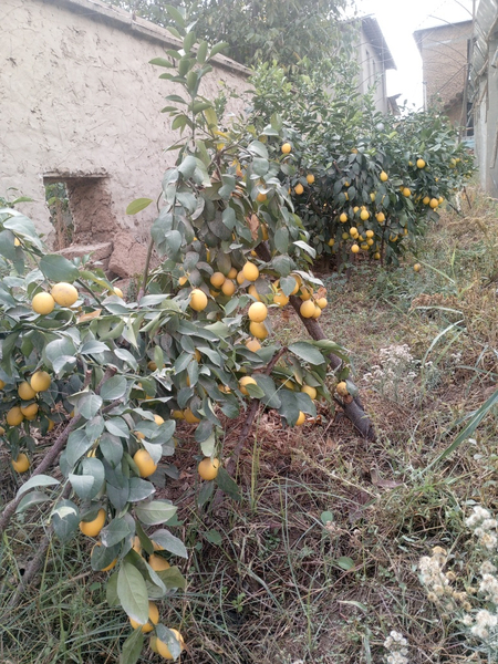 Limon mevasi sotiladi