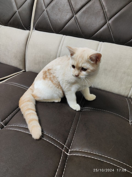 Мушук/ Кошки Скоттиш страйт